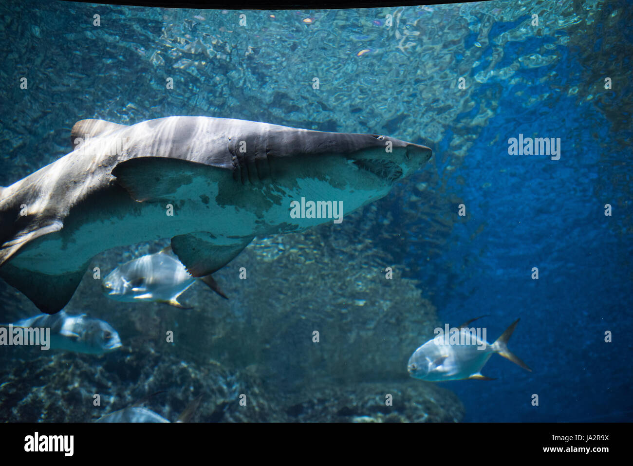 shark in blue water Stock Photo - Alamy