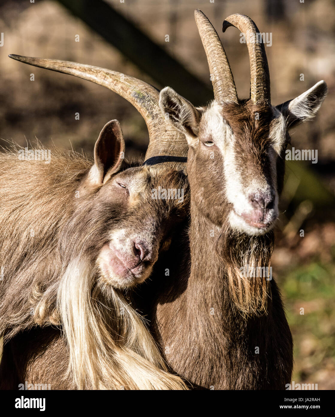 Color outdoor wildlife animal portrait of couple of cozy sweet lovely ...