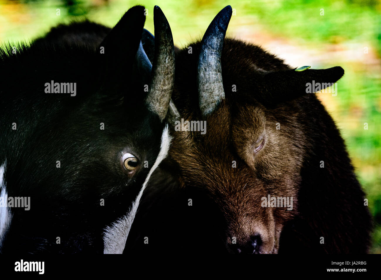 Goat fight hi-res stock photography and images - Alamy