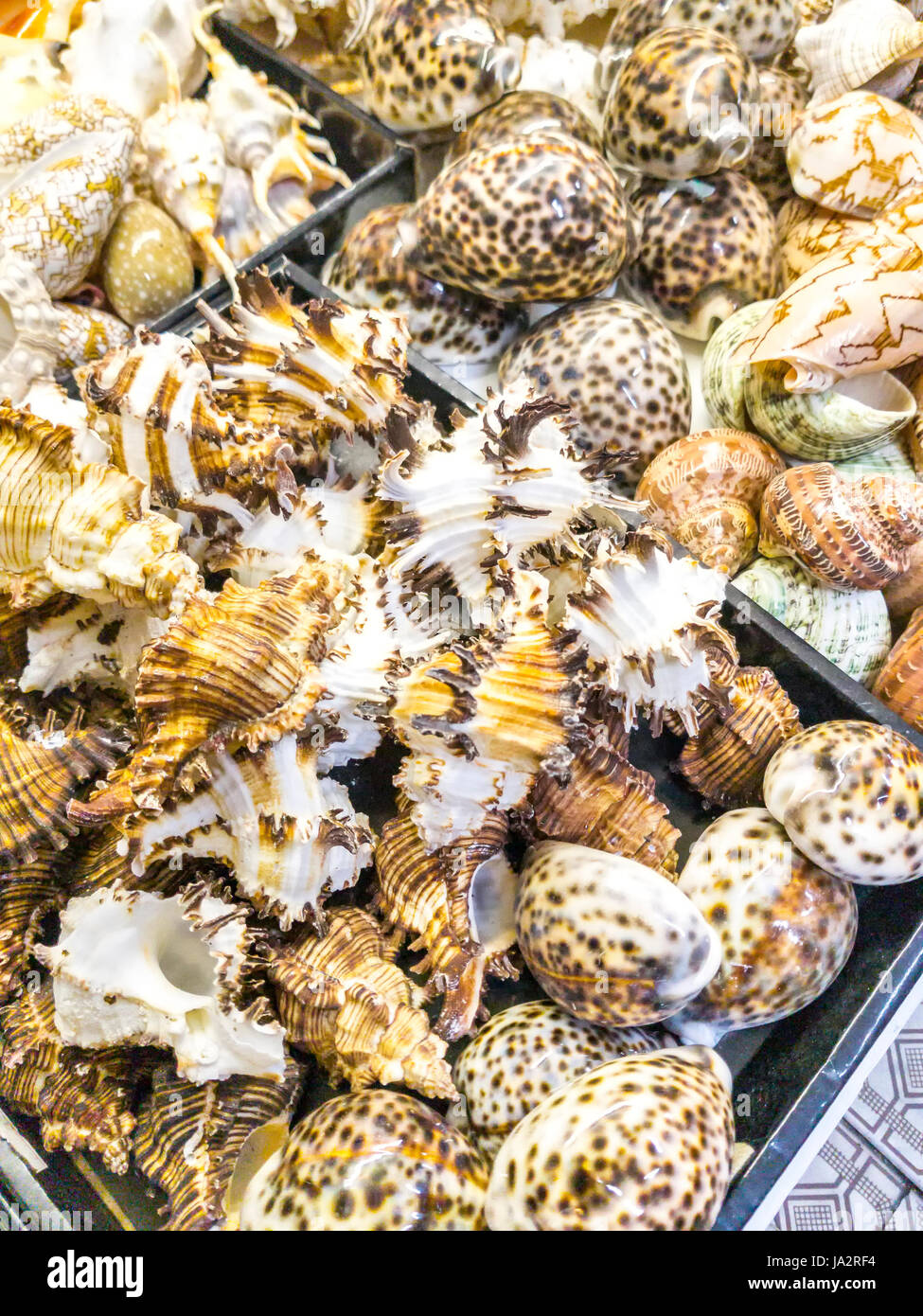 Sea shells for sale in a souvenir shop Stock Photo - Alamy