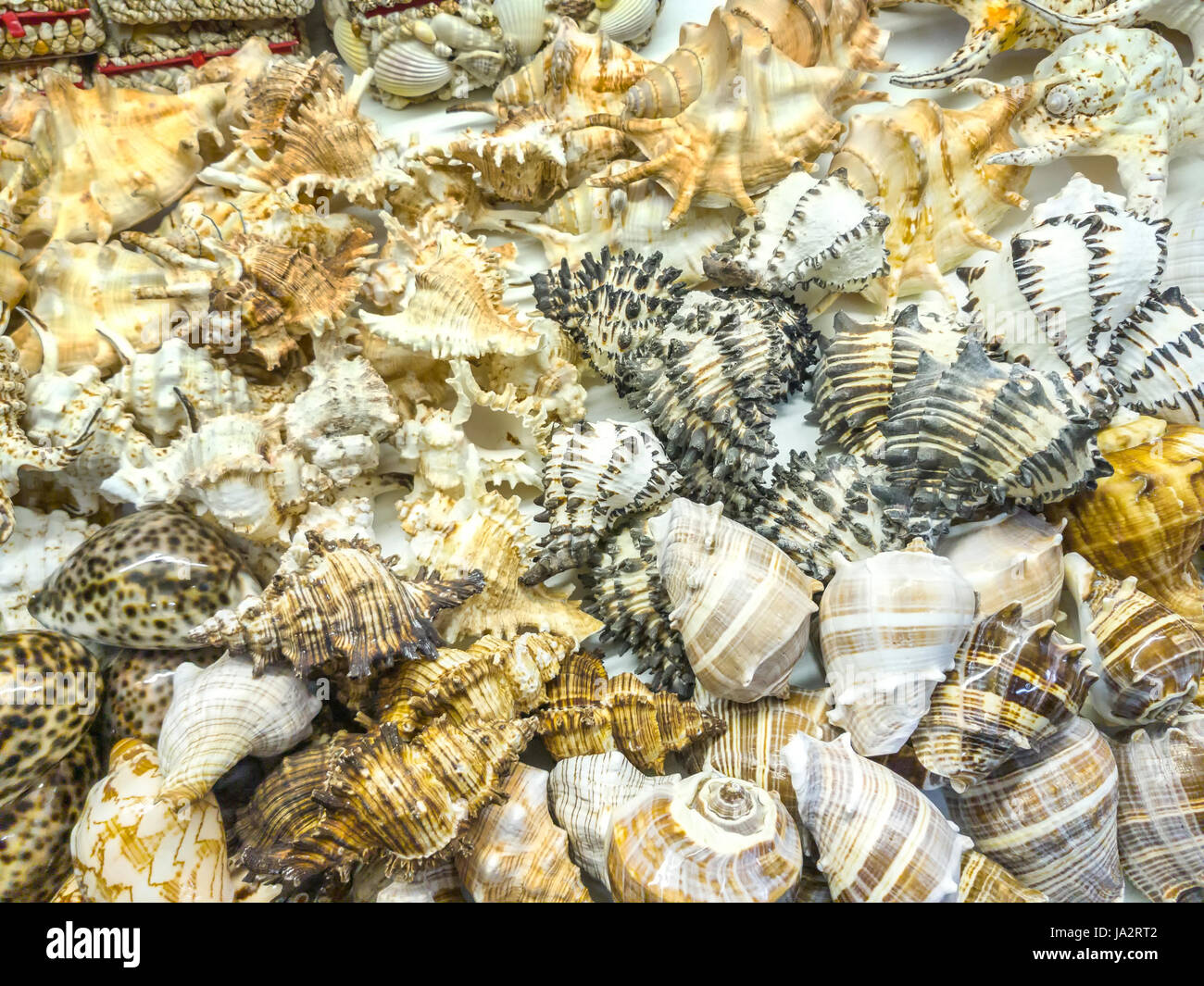 Sea shells for sale in a souvenir shop Stock Photo - Alamy