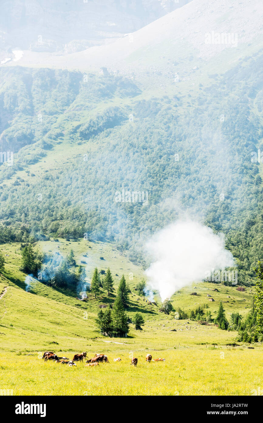 tree, wild, alps, austria, fire, conflagration, cows, meadow, smoke ...