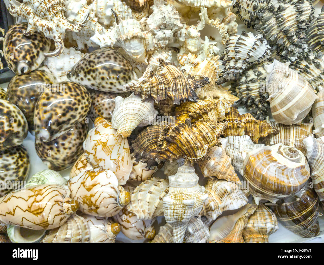 Starfish seashells in basket hi-res stock photography and images - Alamy