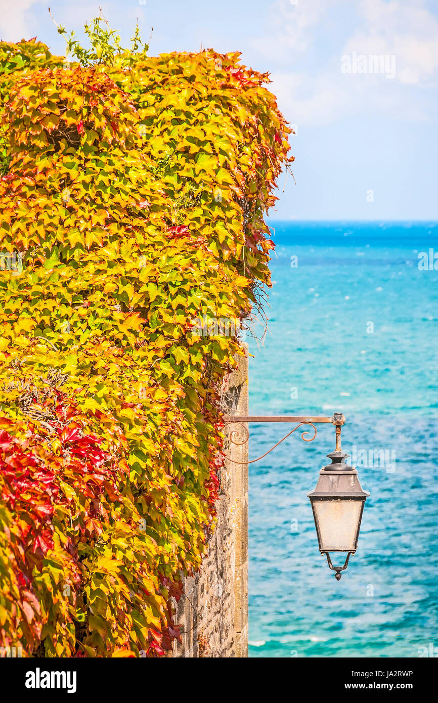 leaf, wild, leaves, wall, vines, france, shiner, light, lamp, luminary ...