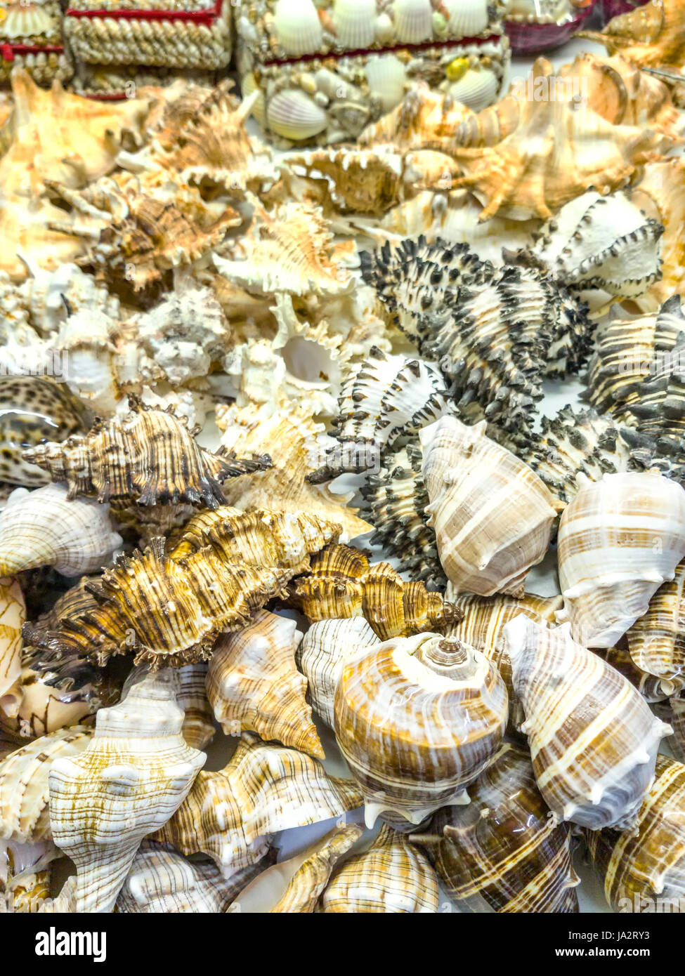 Sea shells for sale in a souvenir shop Stock Photo - Alamy