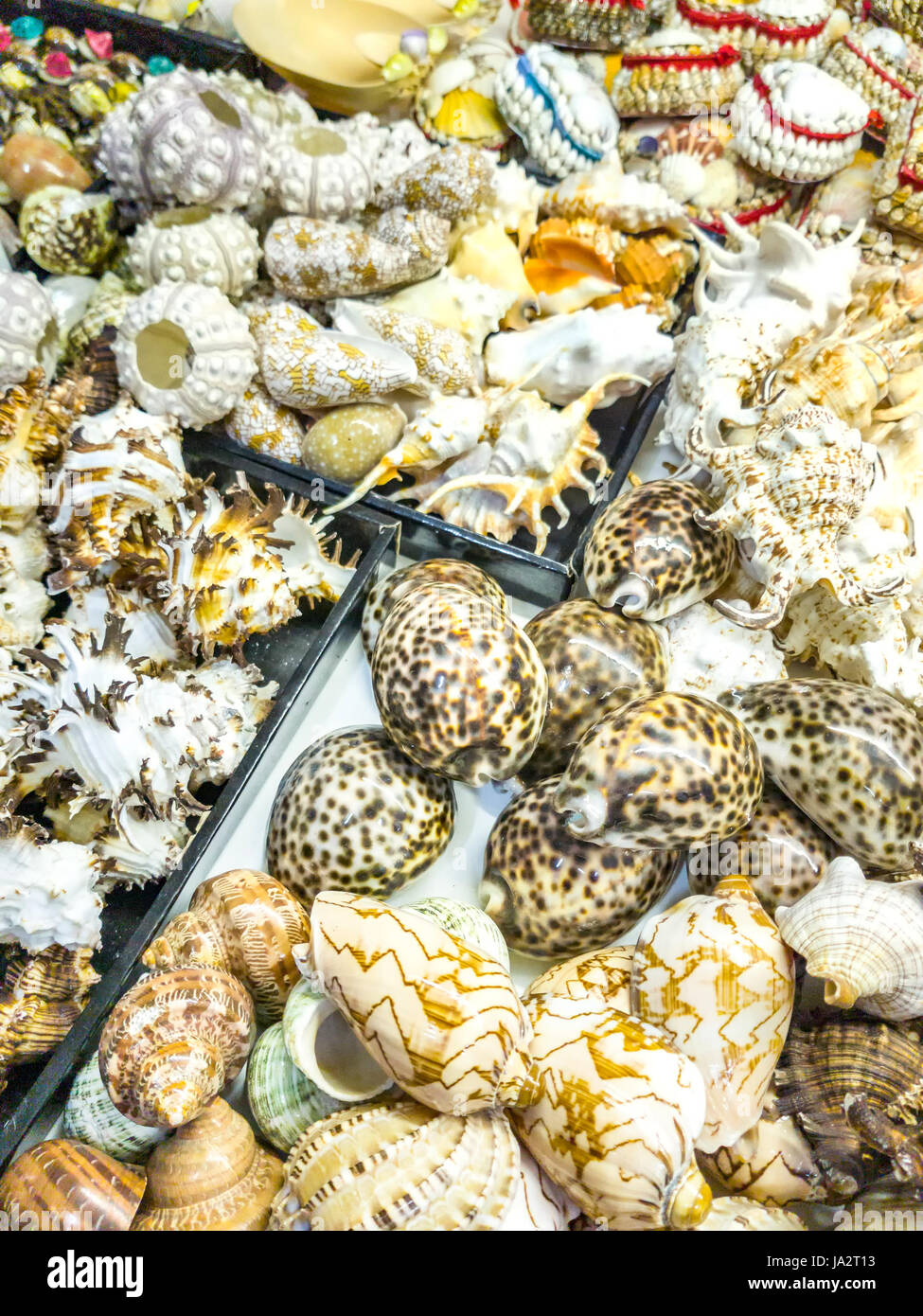 Sea shells for sale in a souvenir shop Stock Photo - Alamy