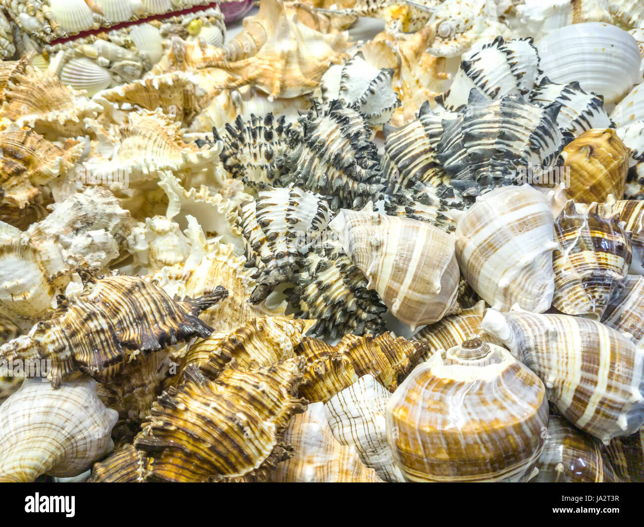 Sea shells for sale in a souvenir shop Stock Photo - Alamy