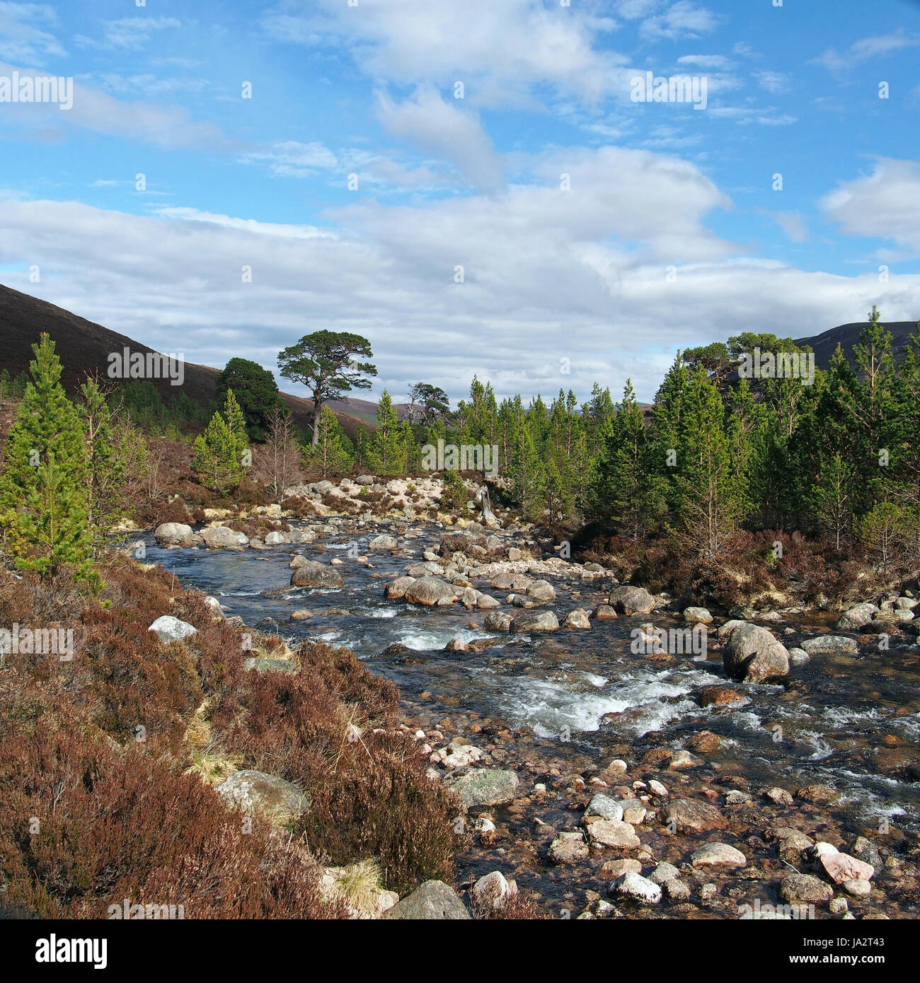 pine, stream, scotland, burn, beautiful, beauteously, nice, tree, trees ...