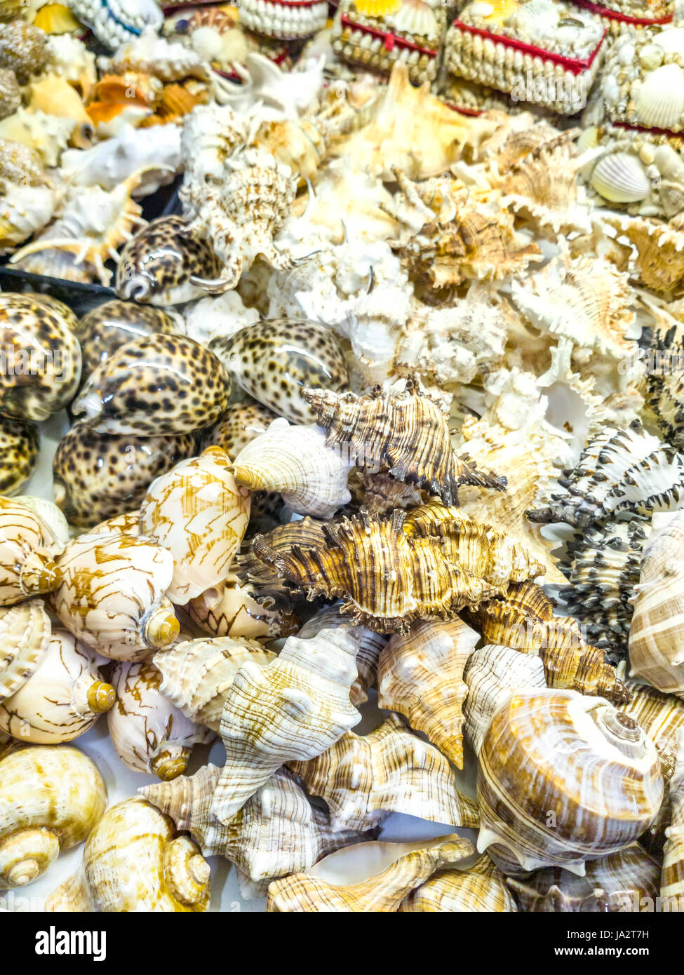 Starfish seashells in basket hi-res stock photography and images - Alamy