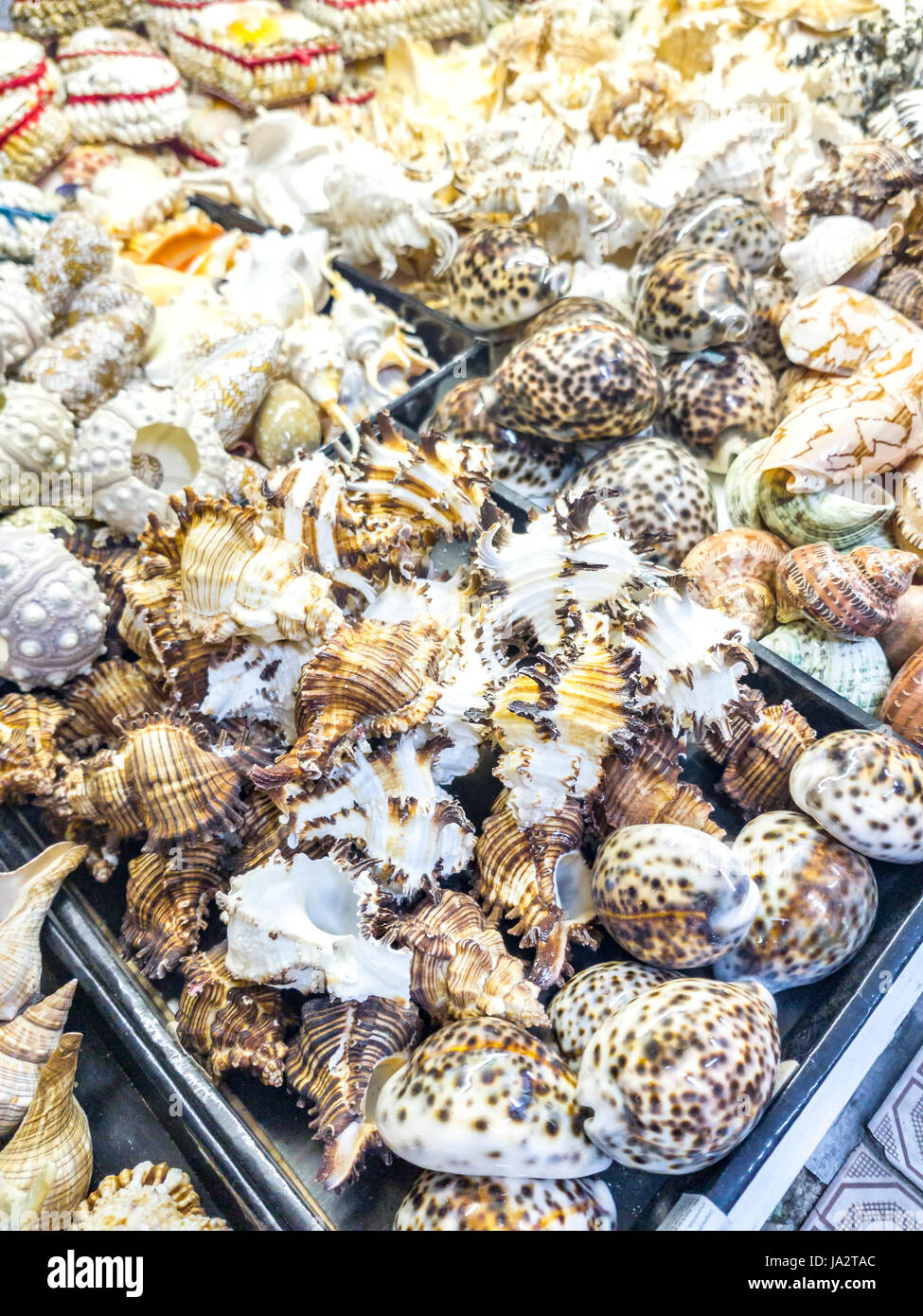 Sea shells for sale in a souvenir shop Stock Photo - Alamy