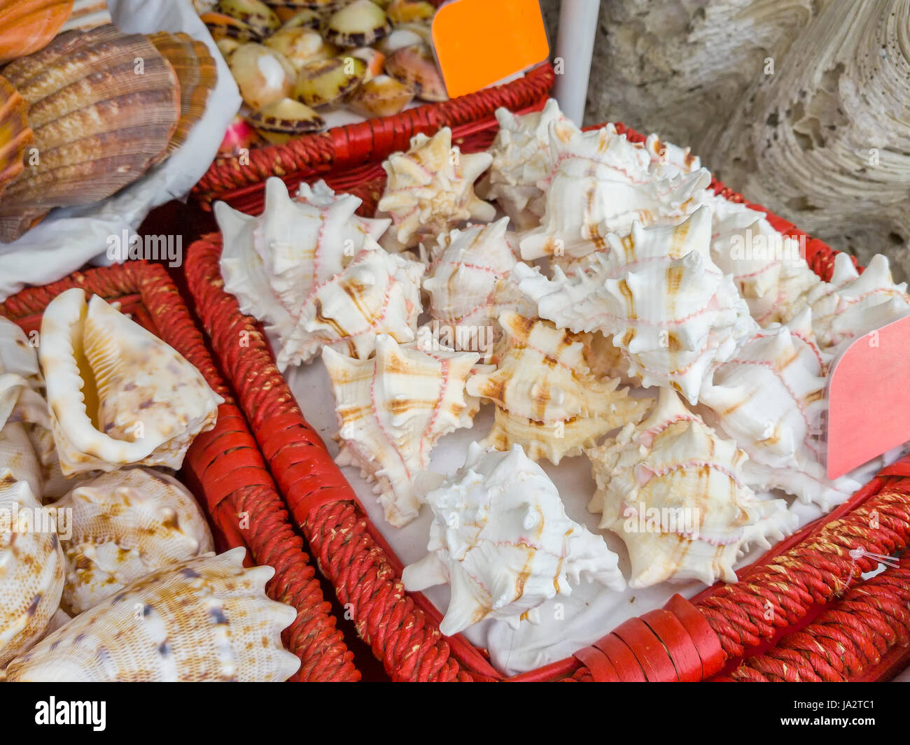 Sea shells for sale in a souvenir shop Stock Photo - Alamy
