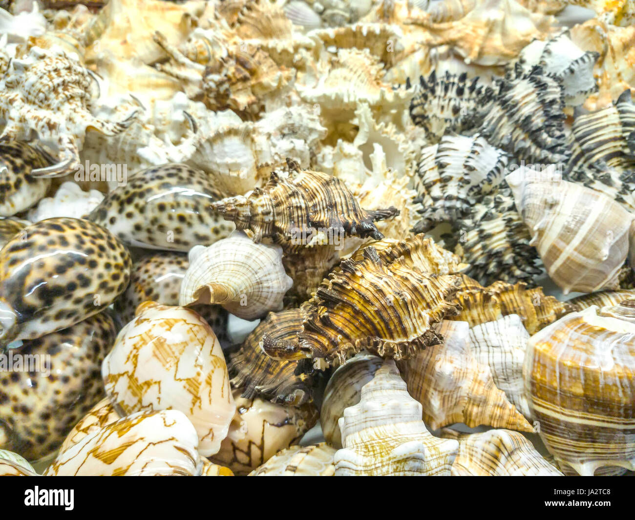 Sea shells for sale in a souvenir shop Stock Photo - Alamy