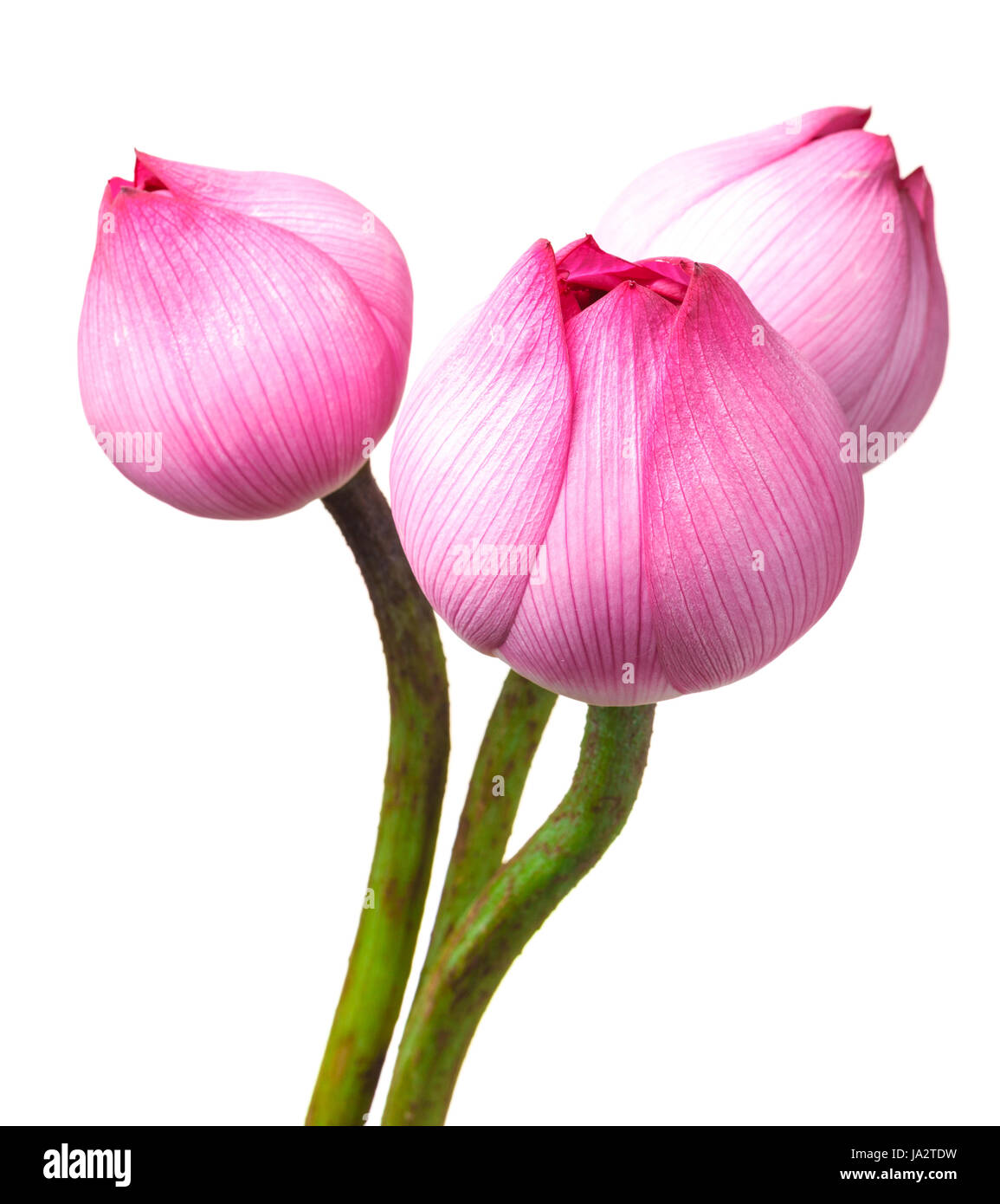 beautiful, beauteously, nice, leaf, isolated, closeup, garden, flower ...