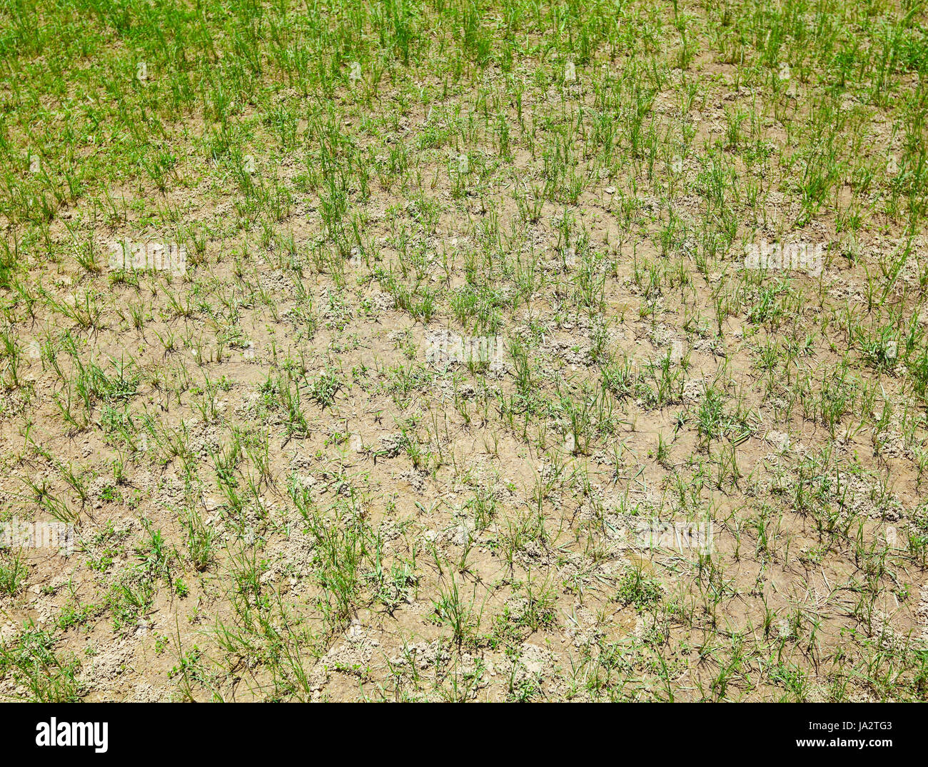 environment, enviroment, tree, park, wood, wild, jungle, outdoor ...