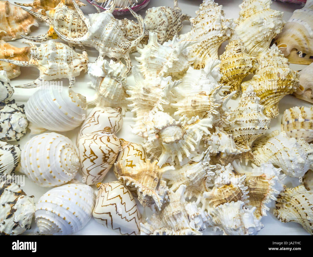 Sea shells for sale in a souvenir shop Stock Photo - Alamy