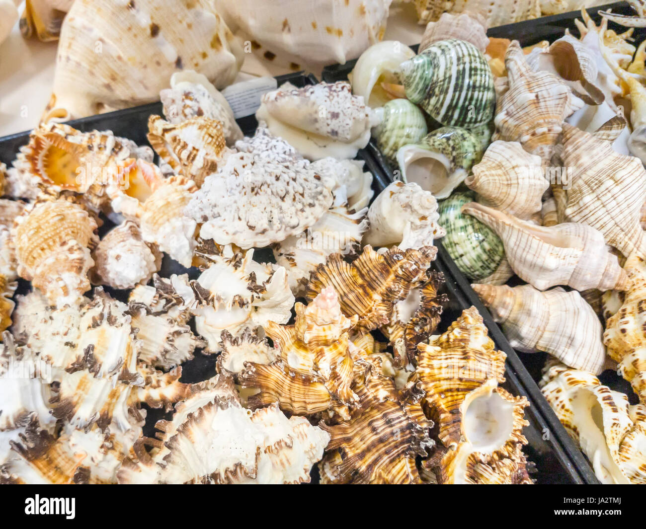 Sea shells for sale in a souvenir shop Stock Photo - Alamy