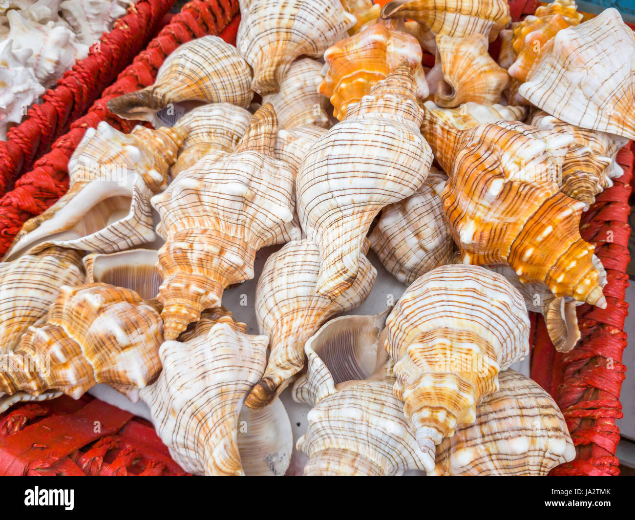 Sea shells for sale in a souvenir shop Stock Photo - Alamy
