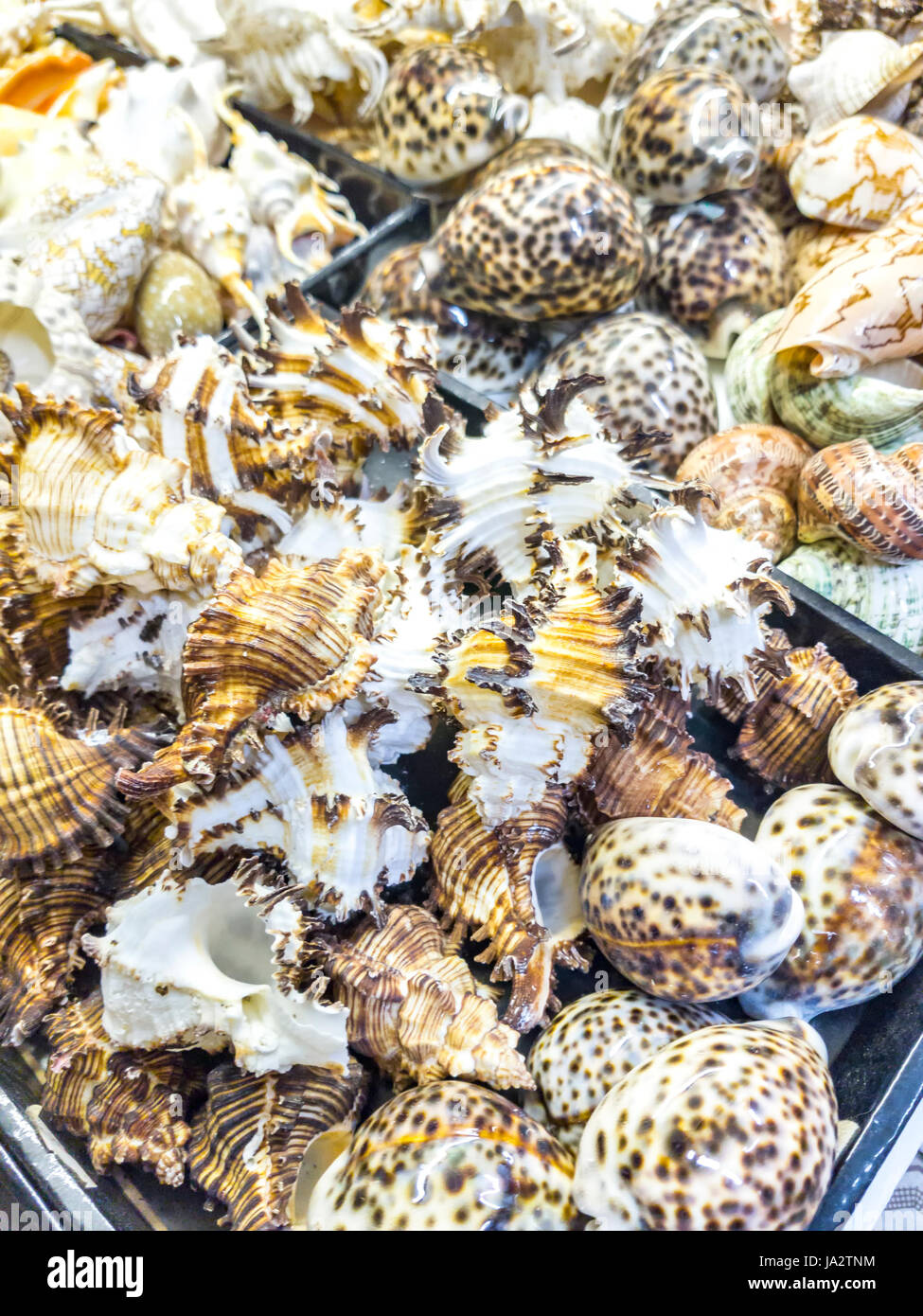 Starfish seashells in basket hi-res stock photography and images - Alamy