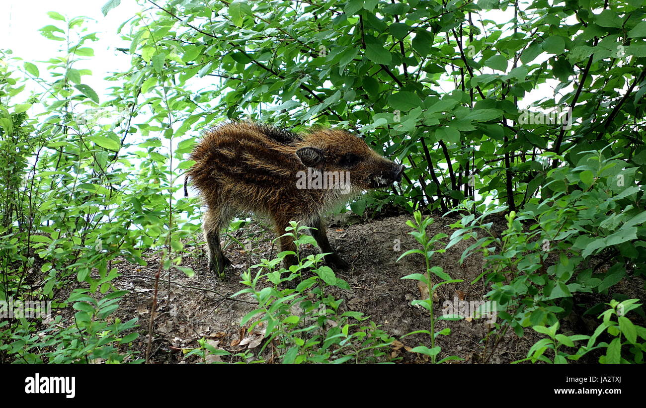 boar in the wild Stock Photo - Alamy