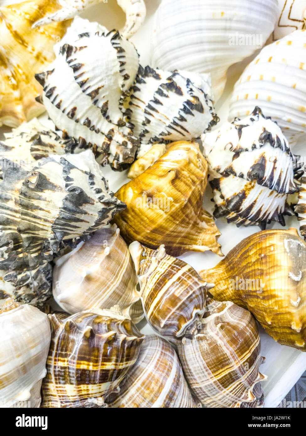 Sea shells for sale in a souvenir shop Stock Photo - Alamy
