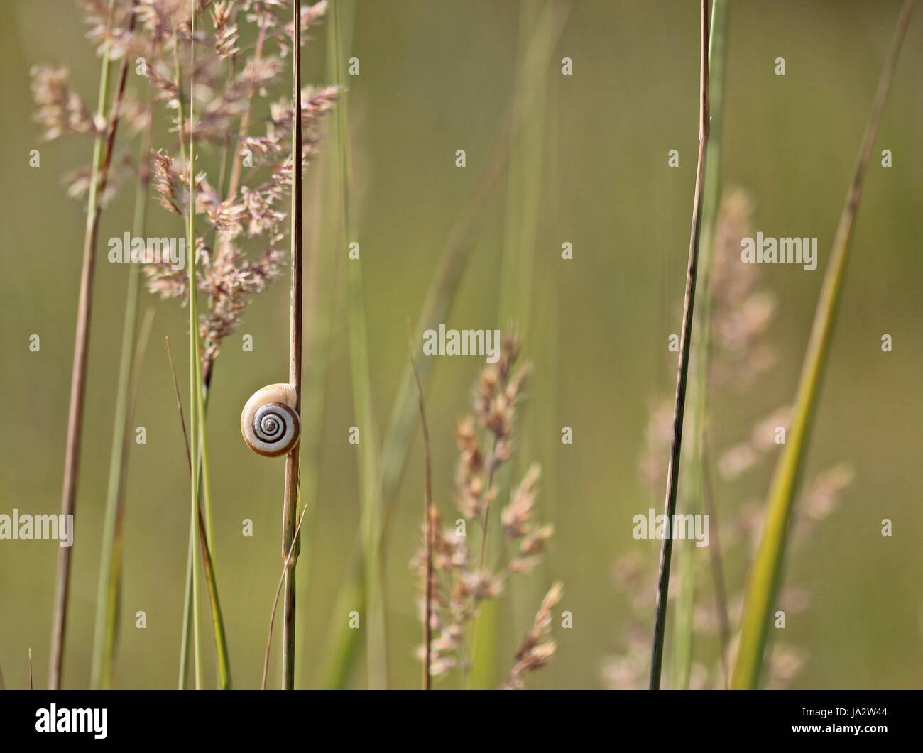 snail, snail shell, blades, blades of grass, blade of grass, grass ...