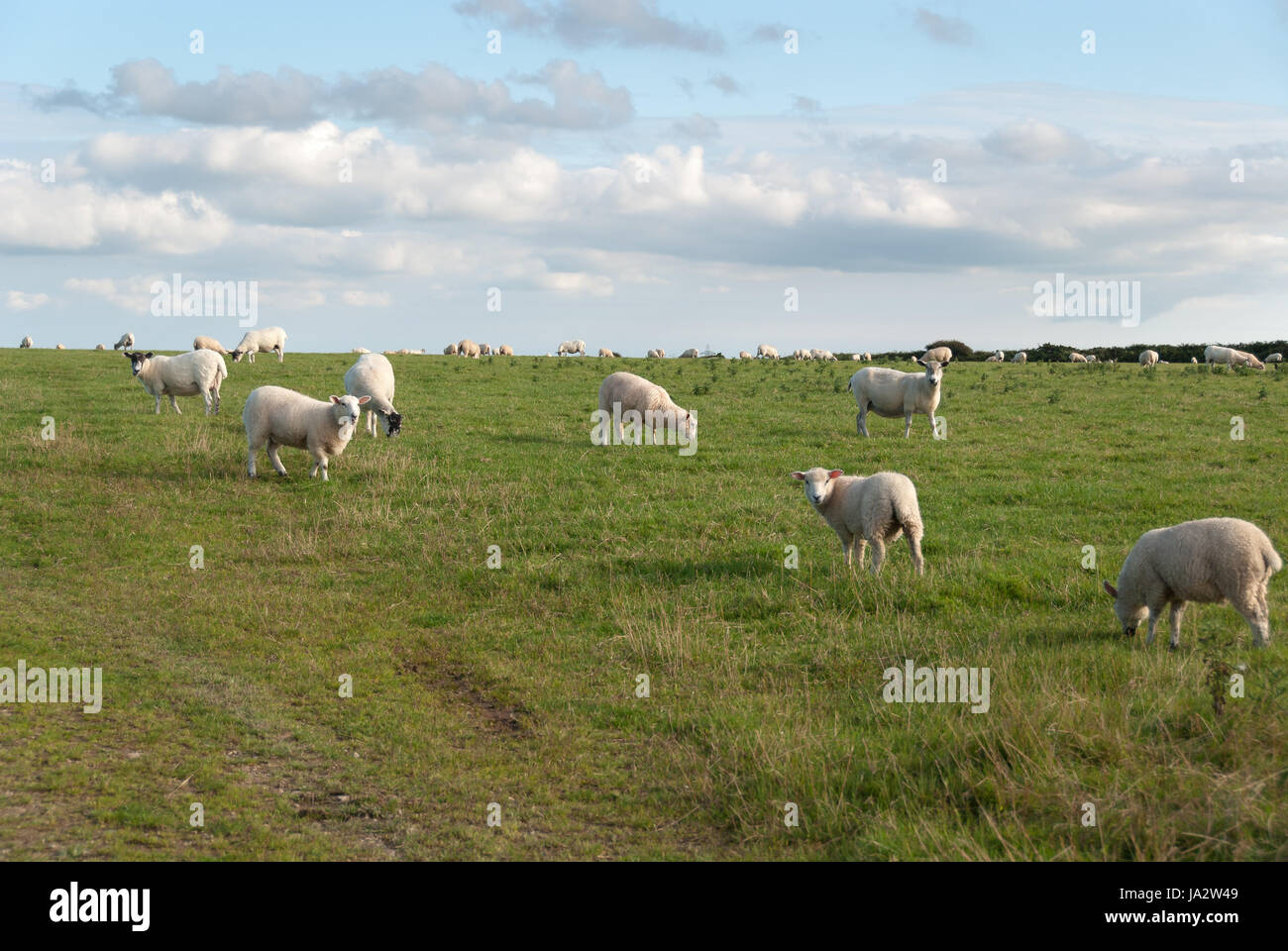 sheep, wool, landscape, scenery, countryside, nature, meadow, grass ...