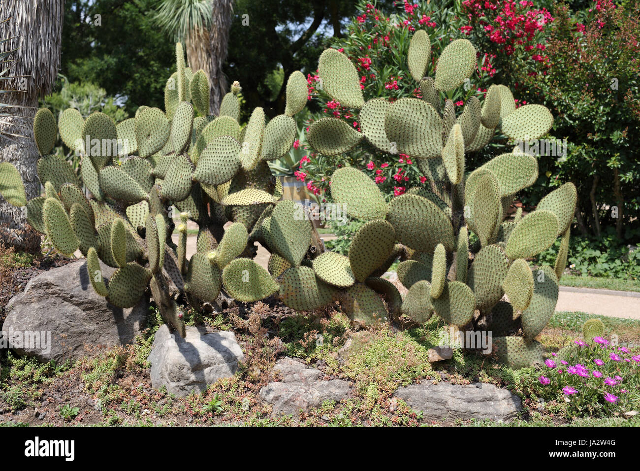 cactus, thorn, spines, mexico, plant, opuntia sheerii, opuntia, paddle ...