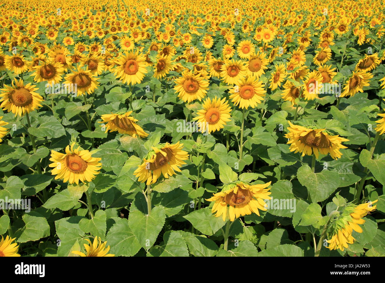 flower, plant, leaves, flora, summer, summerly, sunflower, sunflowers ...