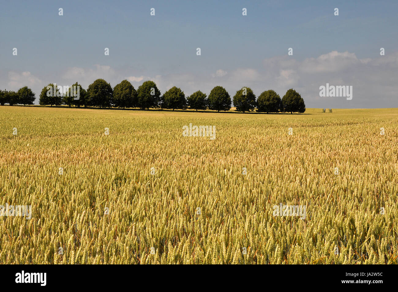 agrarian, tree, trees, agriculture, farming, fields, acre, corn field ...