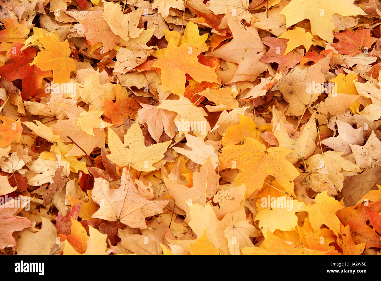 leaf, colour, ground, soil, earth, humus, leaves, coloured, colourful ...