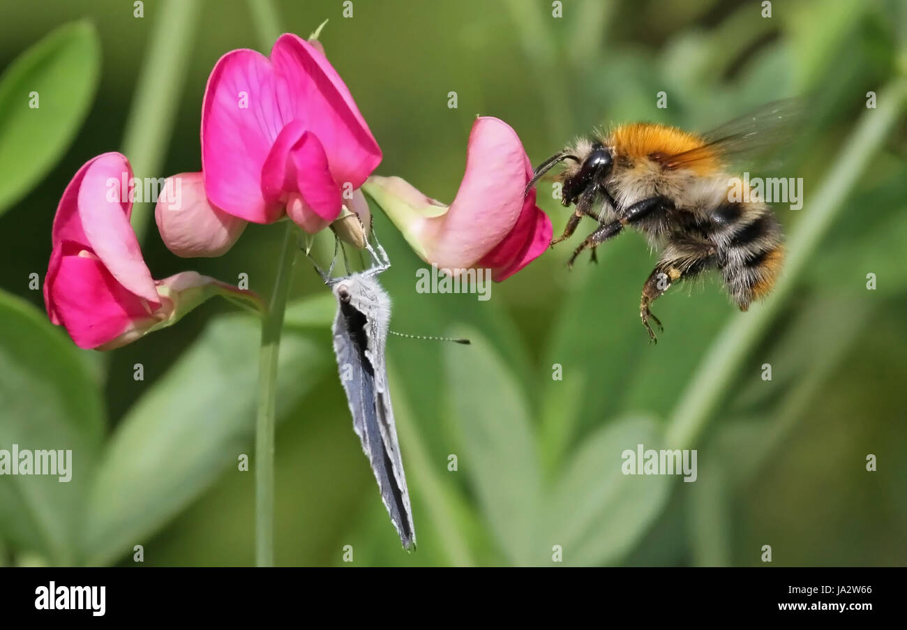 hummel in flight Stock Photo - Alamy