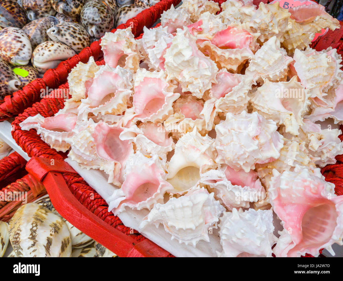 Exotic shells shop hi-res stock photography and images - Alamy