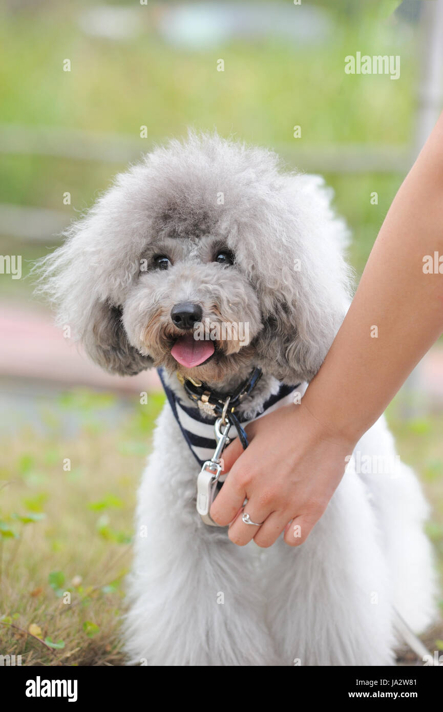 Dog portrait hand hi-res stock photography and images - Alamy