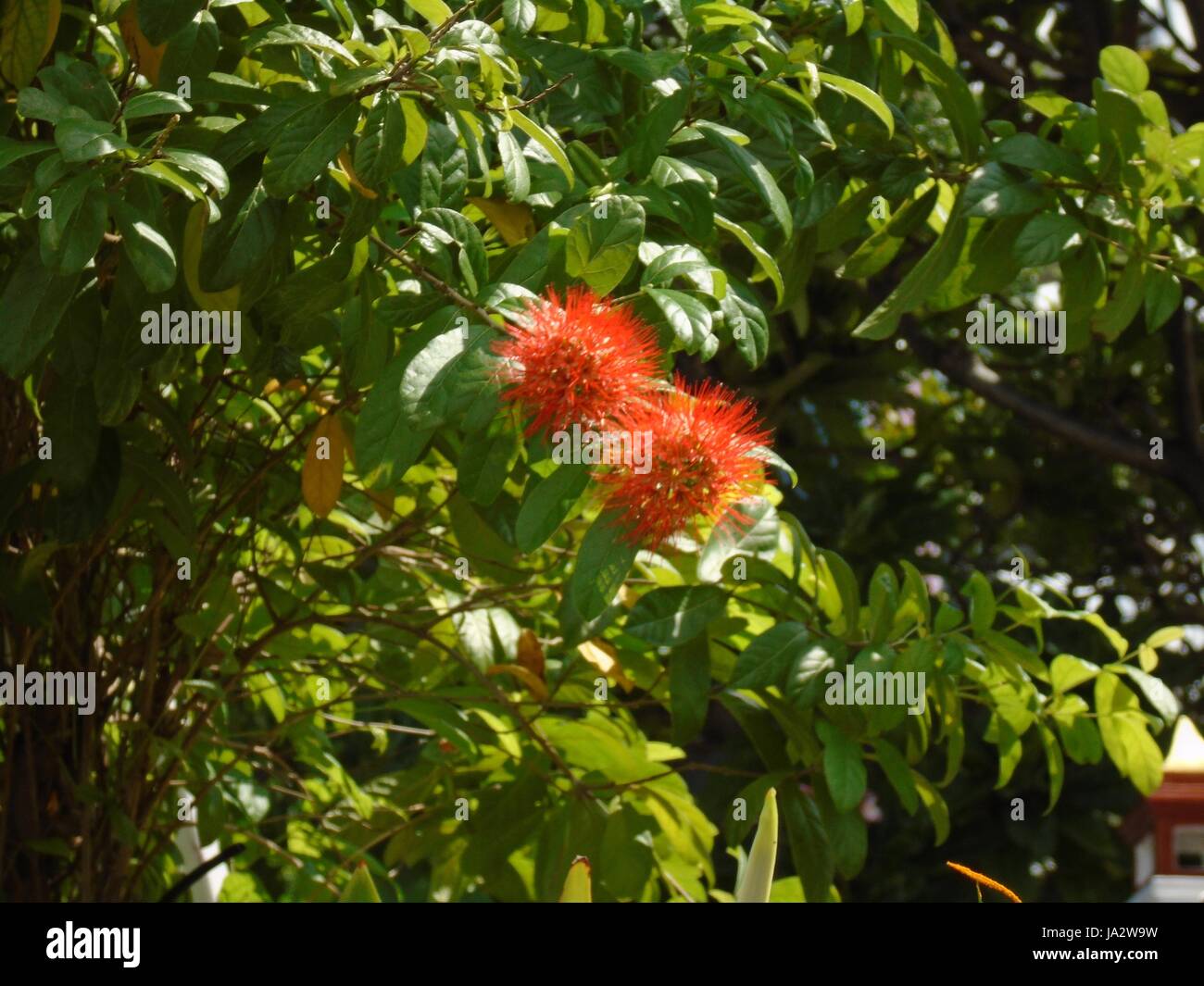 Rambutan Healthy Native Tropical Fruit of South East Asia in Pattaya ...