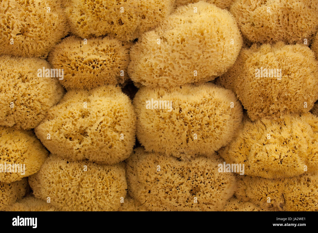 several natural sponges Stock Photo - Alamy