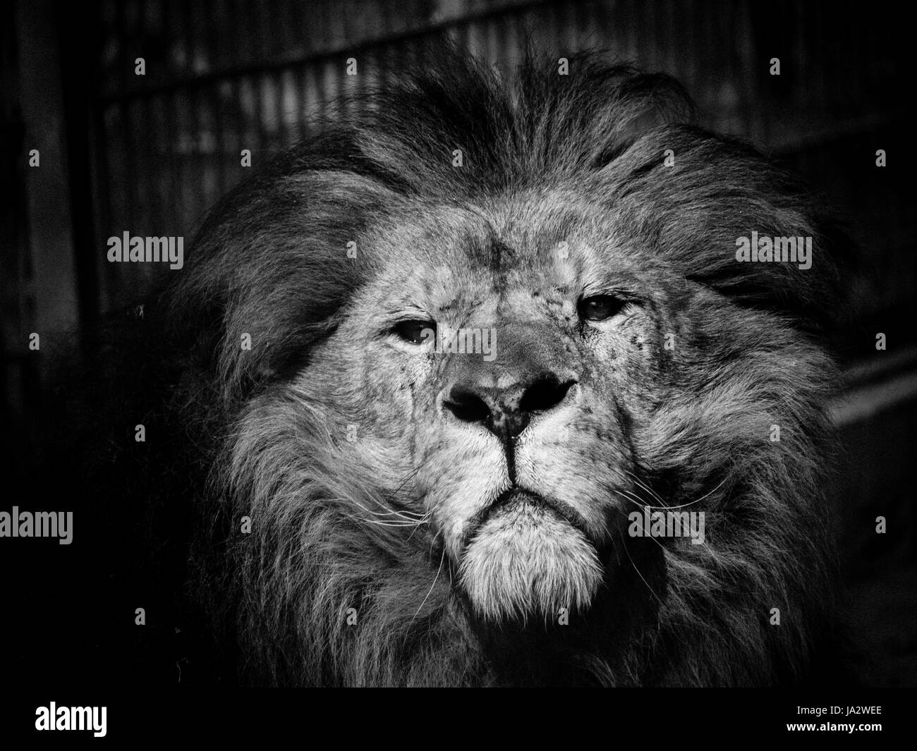 Lionhead Black and White Stock Photos & Images - Alamy