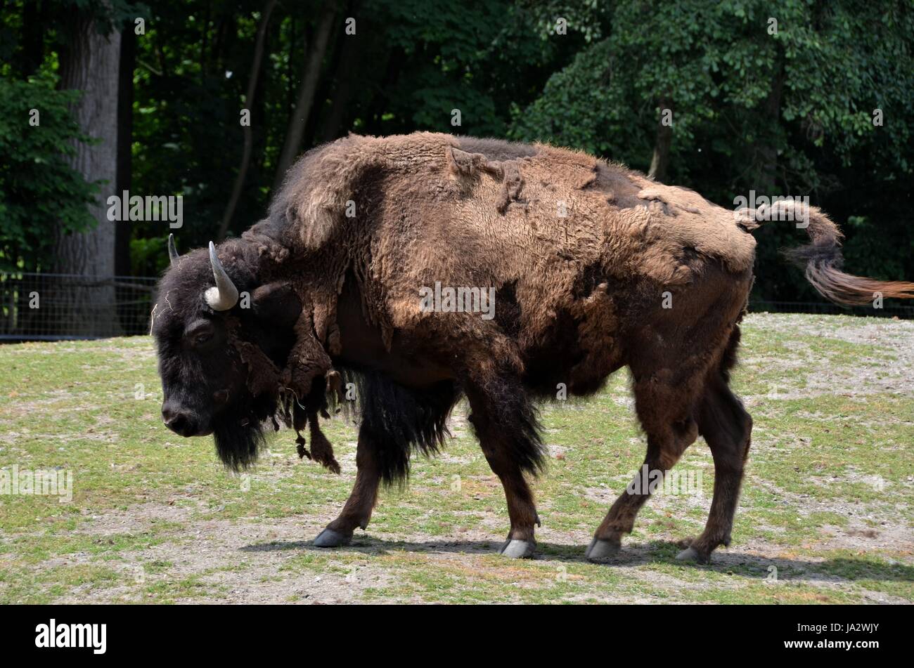 bison, big, large, enormous, extreme, powerful, imposing, immense ...
