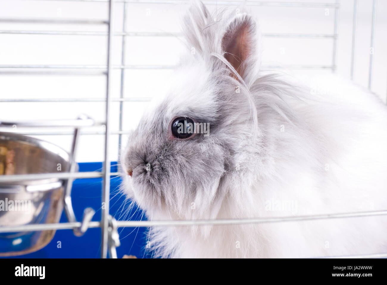 Angora bunny hi-res stock photography and images - Alamy