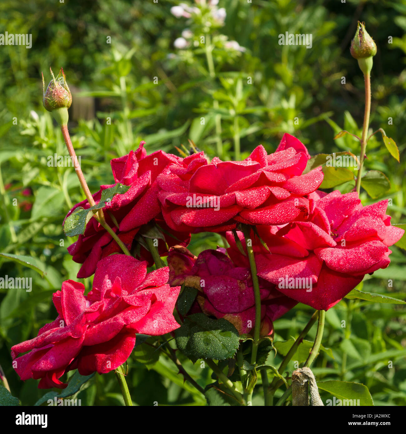 flower, plant, rose, drop, rain, drip, drops, seeping, sopping, drips ...