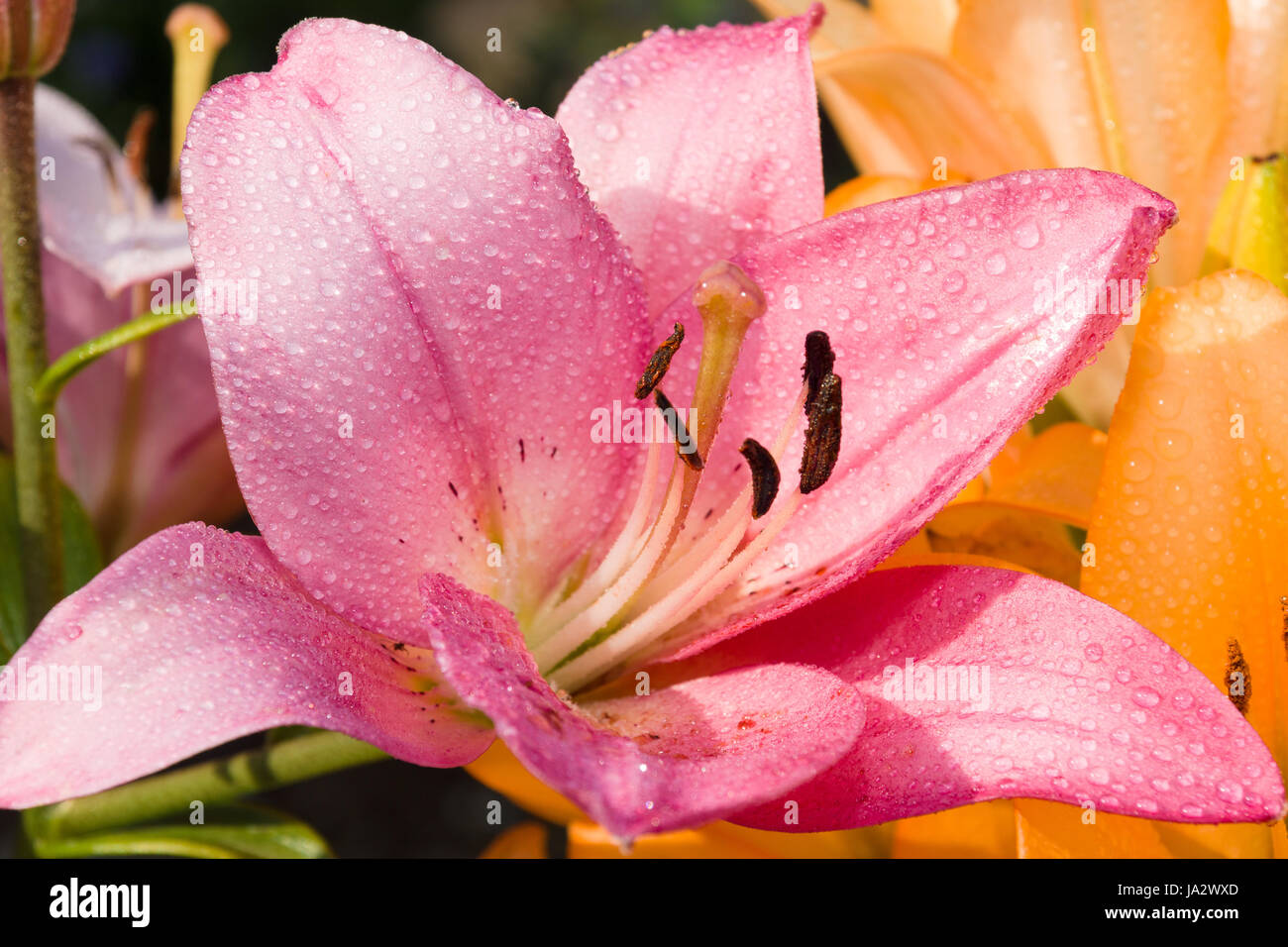 flower, plant, drop, rain, drip, drops, seeping, sopping, drips ...