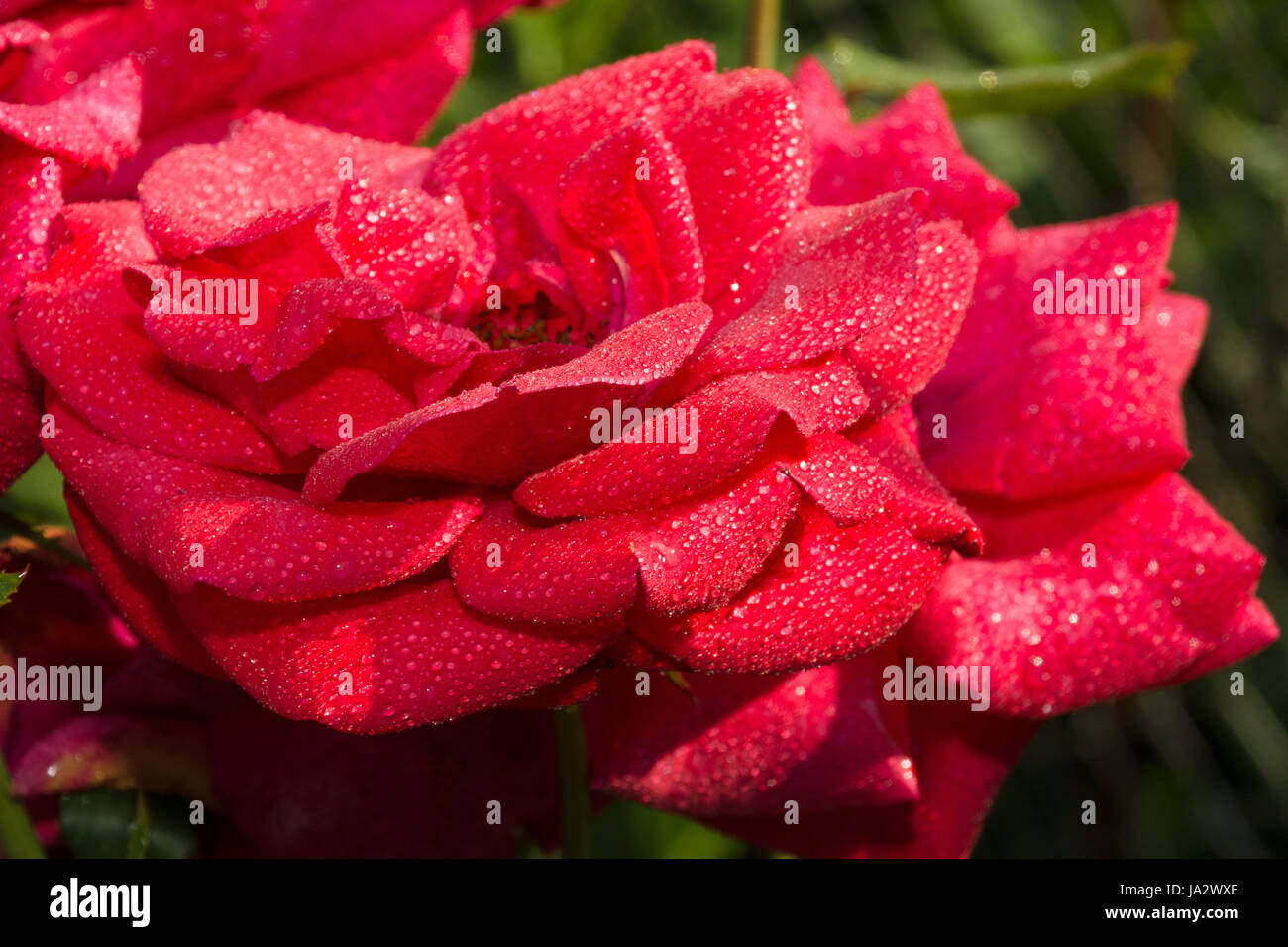 flower, plant, rose, drop, rain, drip, drops, seeping, sopping, drips ...