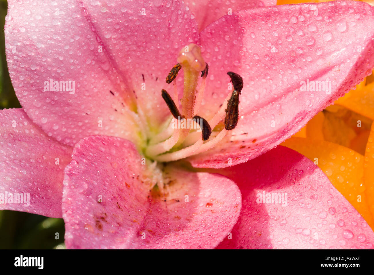 flower, plant, drop, rain, drip, drops, seeping, sopping, drips ...