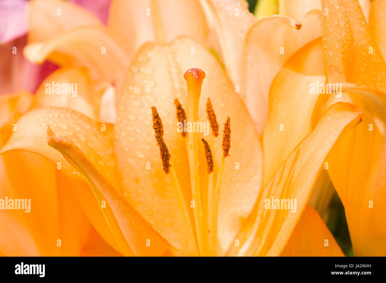 flower, plant, drop, rain, drip, drops, seeping, sopping, drips ...