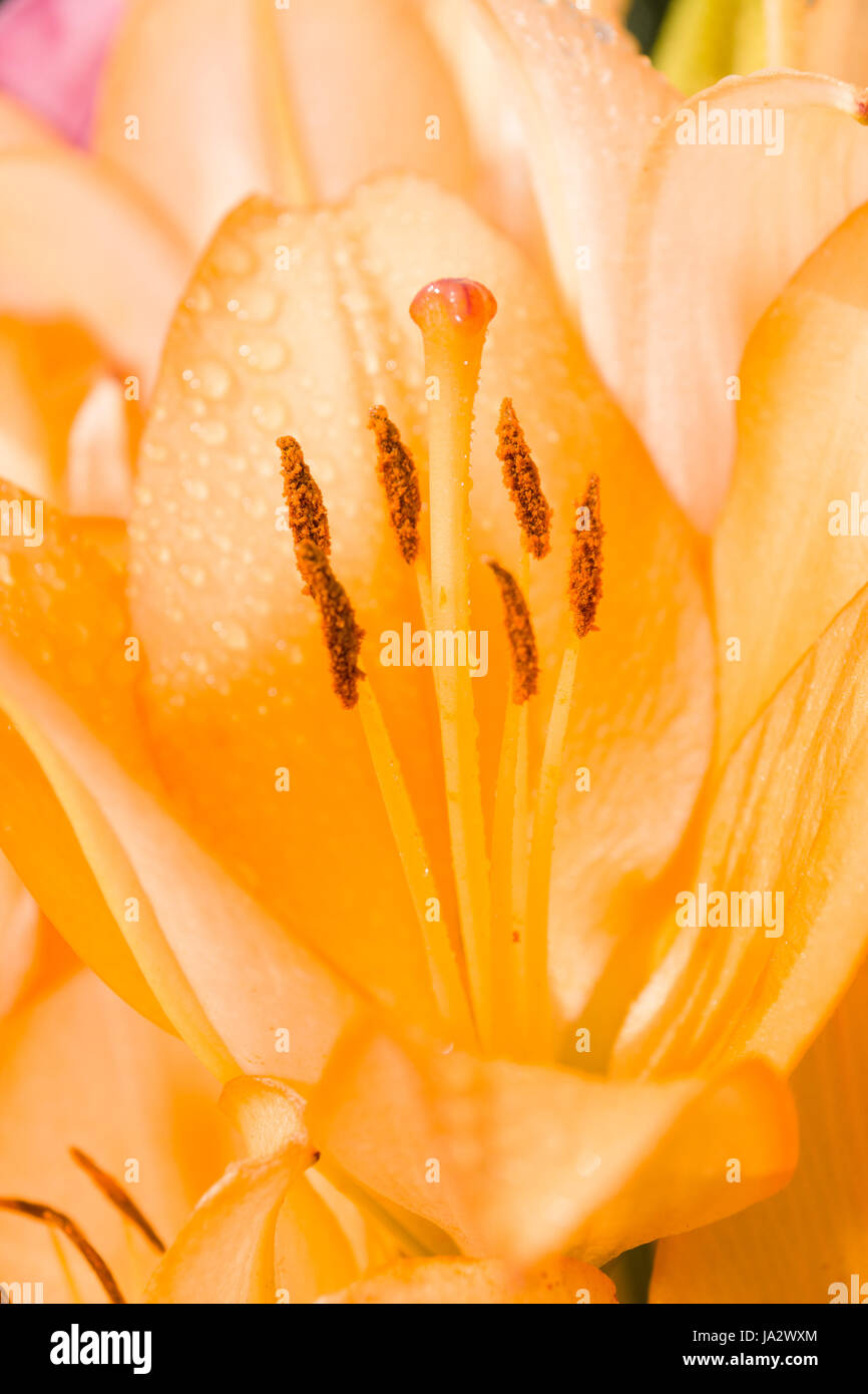 flower, plant, drop, rain, drip, drops, seeping, sopping, drips ...
