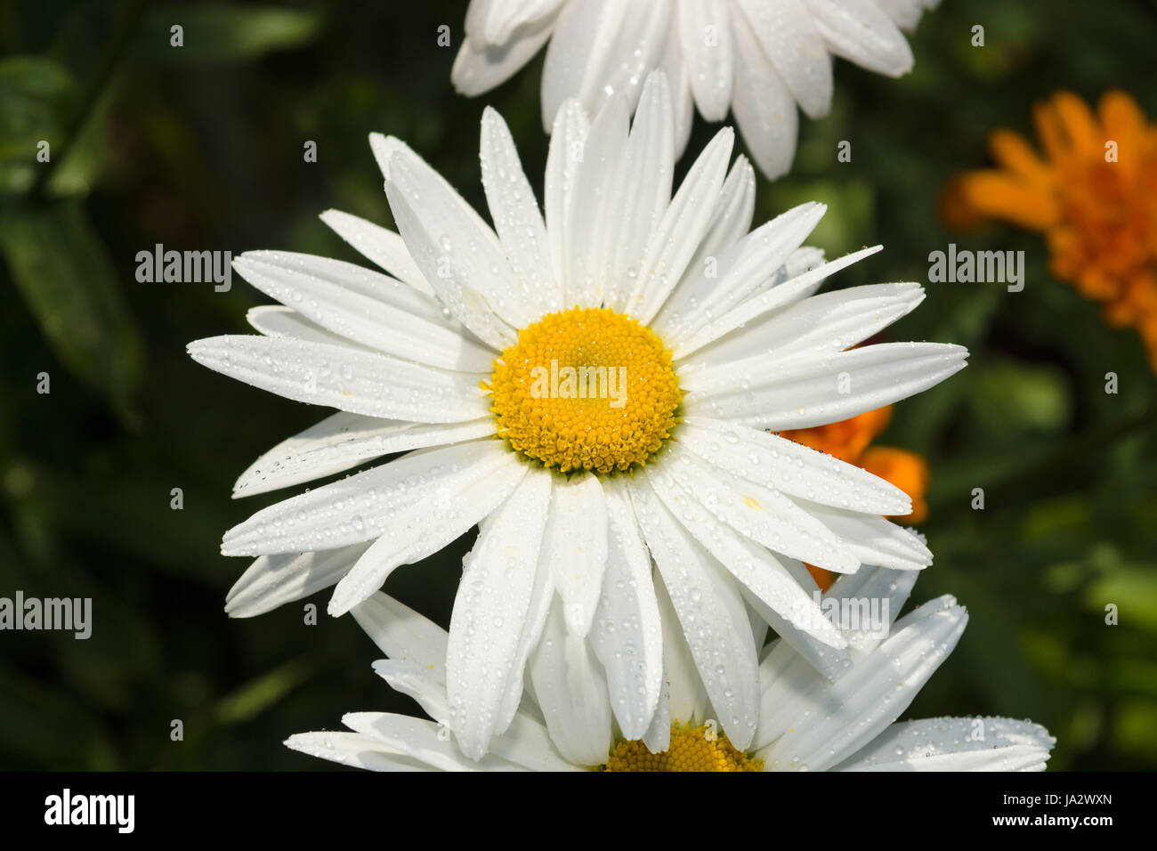 flower, plant, drop, rain, drip, drops, seeping, sopping, drips ...