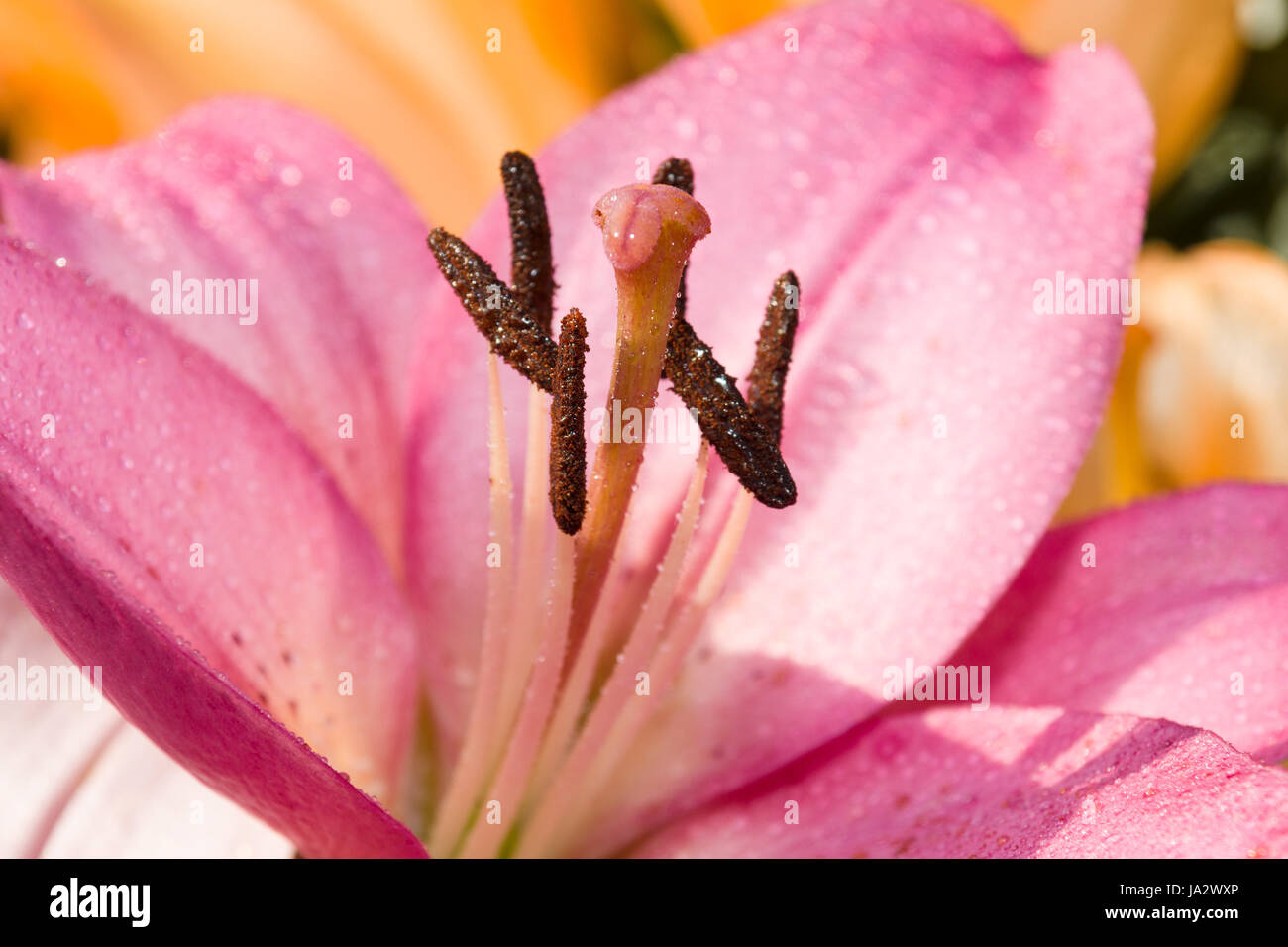 flower, plant, drop, rain, drip, drops, seeping, sopping, drips ...