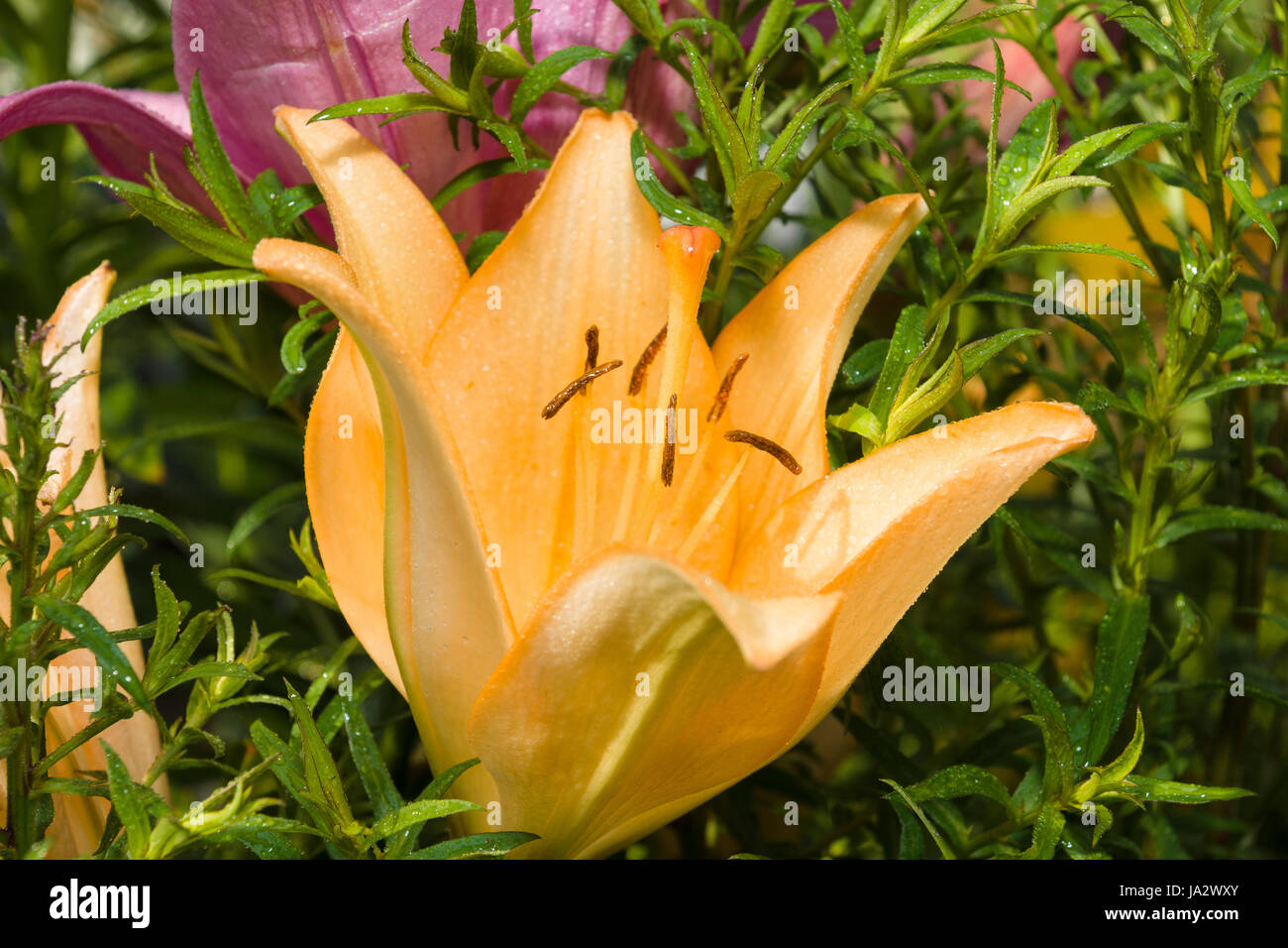 flower, plant, drop, rain, drip, drops, seeping, sopping, drips ...