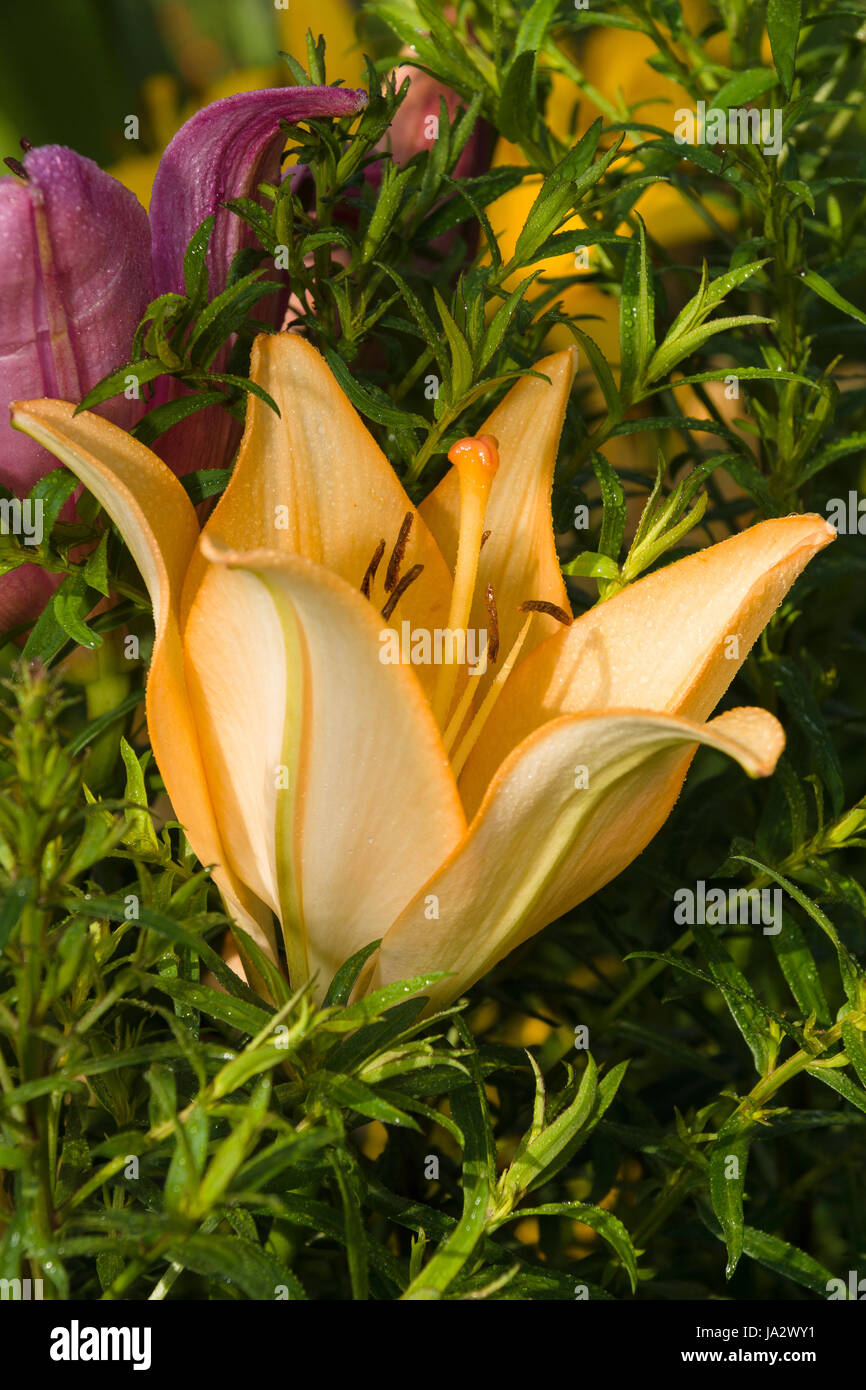 flower, plant, drop, rain, drip, drops, seeping, sopping, drips ...