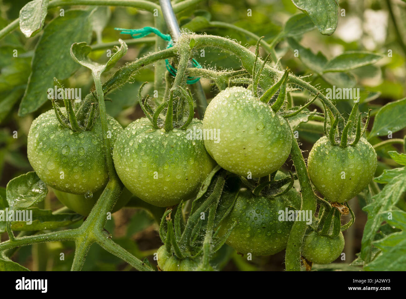 flower, plant, drop, tomatoes, tomatos, rain, lawn, green, drip, drops ...