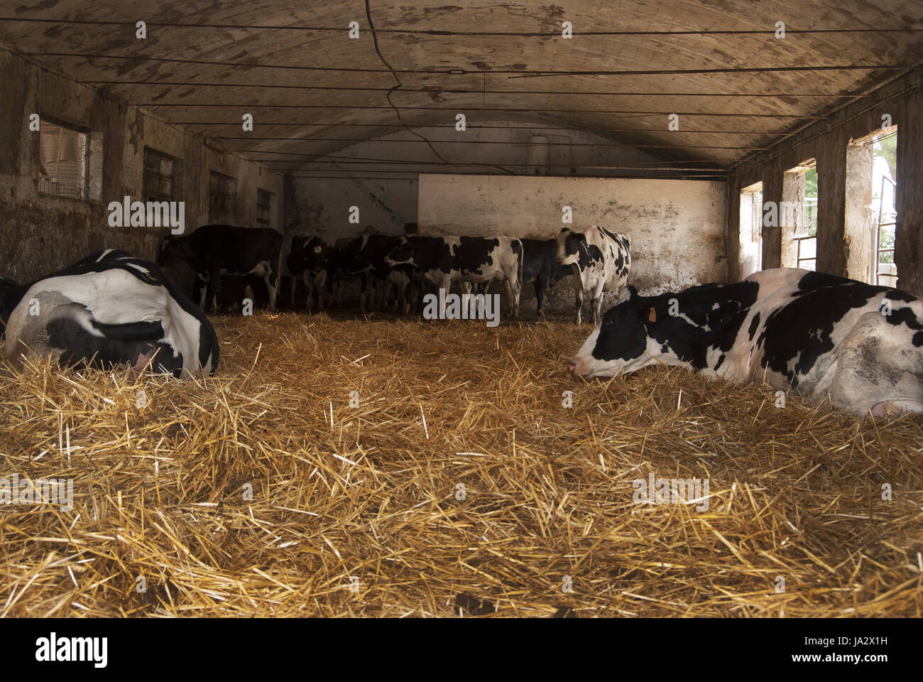 pet, animals, agriculture, farming, farm, cows, beef, food, aliment ...